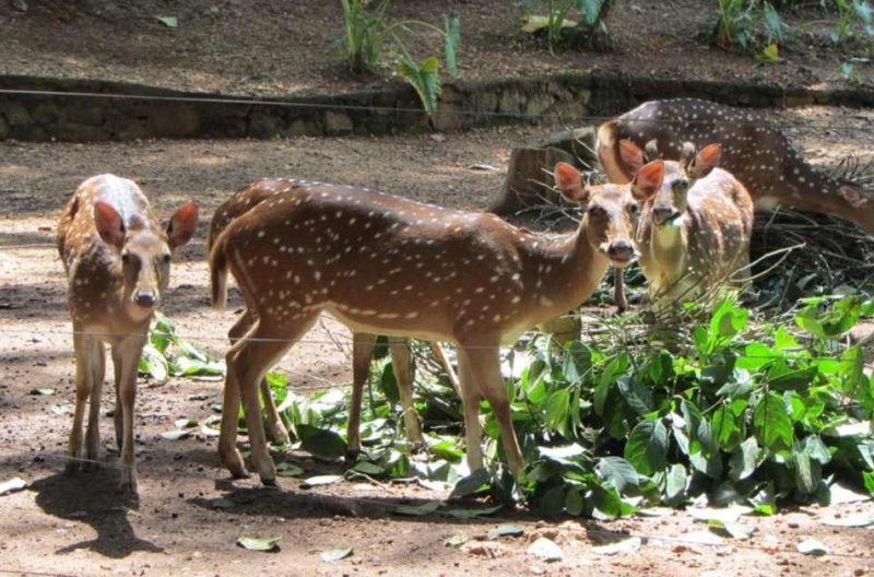 Explore the 5 Best Zoos and Birds Parks in Sri Lanka