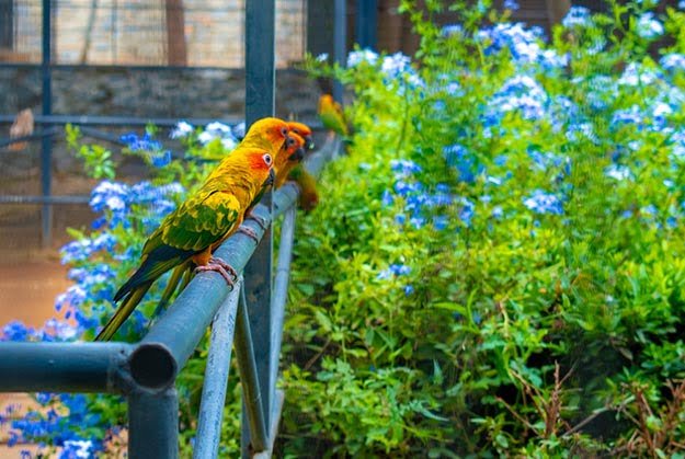 Explore the 5 Best Zoos and Birds Parks in Sri Lanka