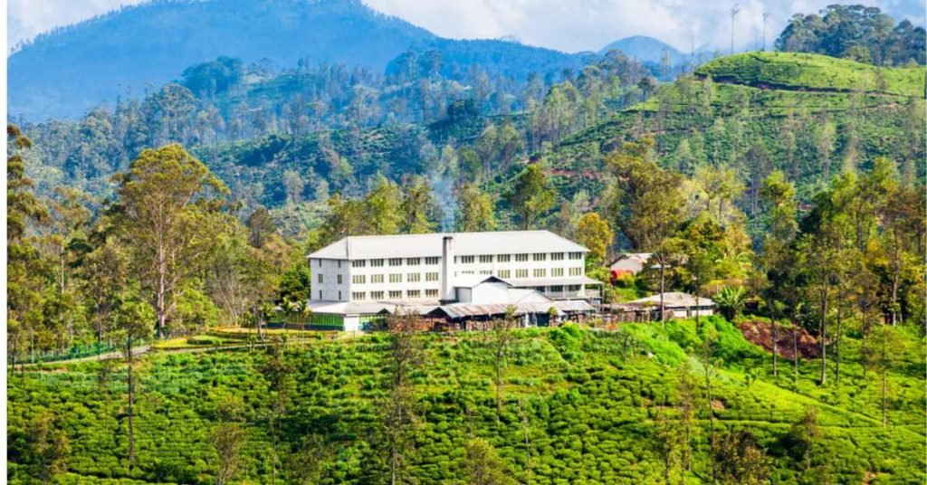 Ceylon Tea: The Story of Sri Lanka's Iconic Brew - Top Rated Tourist ...