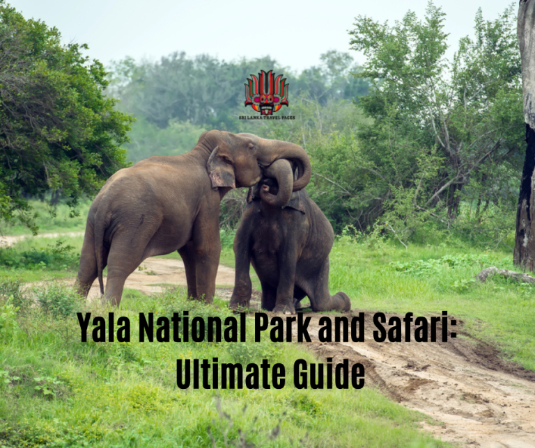 Yala National Park and Safari: Ultimate Guide - Top Rated Tourist ...