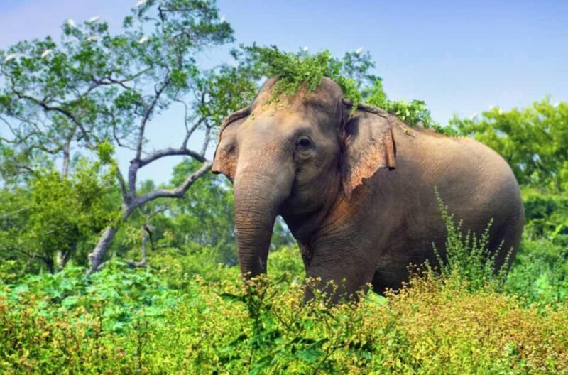 26 National Parks in Sri Lanka