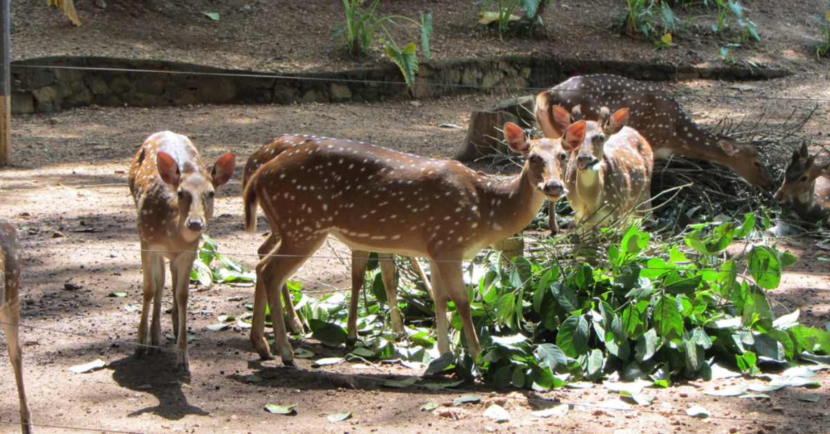 Pinnawala Zoo
