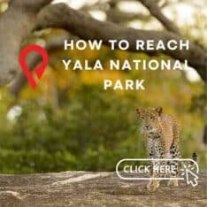 Best time to Visit Yala National Park