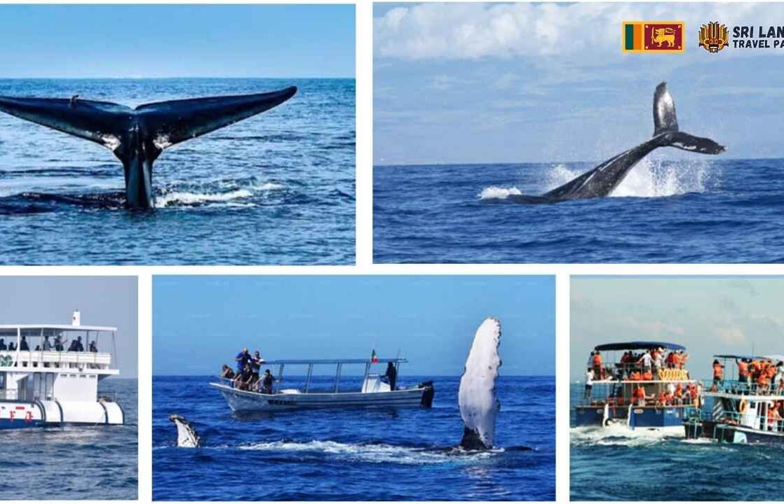 Whale & Dolphin Watching Tours (Trinco Harbor)